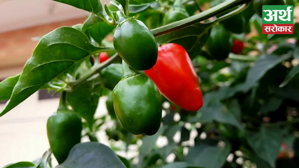 अकबरे खुर्सानीको मूल्य २५० रुपैयाँले बढ्यो, प्याज पनि १० रुपैयाँले ...